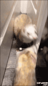 Huron GIFs - Get the best gif on GIFER