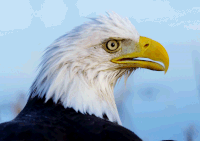 Eagle GIFs - Get the best gif on GIFER