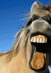 Chevaux GIFs - Obtenez le meilleur gif sur GIFER