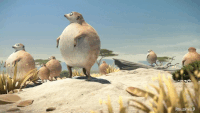 Safari GIFs - Get the best gif on GIFER