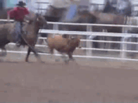 Rodeo GIFs - Get the best gif on GIFER
