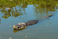 Alligators GIFs - Get the best gif on GIFER