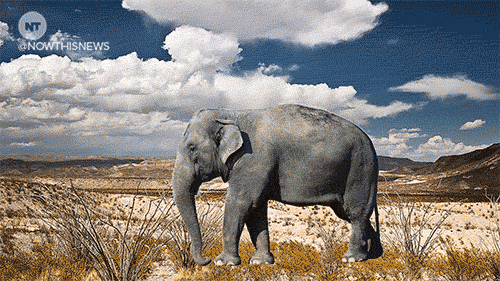 Woolly mammoth GIF - Conseguir o melhor gif em GIFER