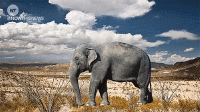 Mammoth GIFs - Get the best gif on GIFER