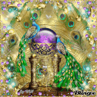 Peacock GIFs - Get the best gif on GIFER