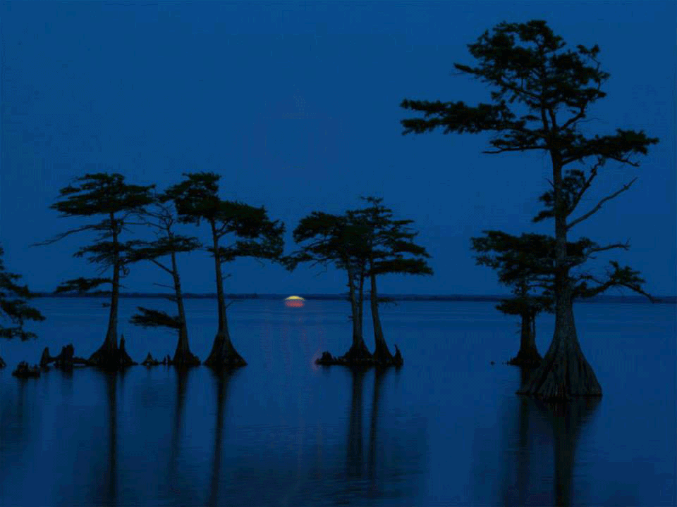 Bayou GIFs - Get the best gif on GIFER