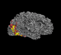 Neurobiologia GIF - Conseguir o melhor gif em GIFER
