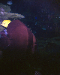 Fisch GIFs - Hole dir die besten GIFs auf GIFER