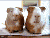 Request GIFs - Get the best gif on GIFER