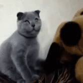 Arigatou GIFs - Get the best gif on GIFER