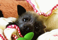 Bats GIFs - Get the best gif on GIFER