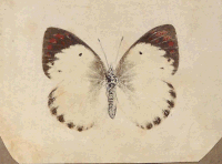 Botany GIFs - Get the best gif on GIFER