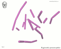 Bacteria GIFs - Get the best gif on GIFER