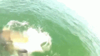 Tiburon GIF - Conseguir el mejor gif en GIFER