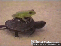 Turtle GIFs - Get the best gif on GIFER