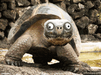 Hamsters GIFs - Get the best gif on GIFER
