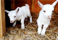 Farm GIFs - Get the best gif on GIFER