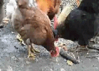Chicken GIFs - Get the best gif on GIFER