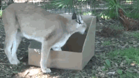 Lynx GIFs - Get the best gif on GIFER