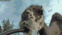 Camels GIFs - Get the best gif on GIFER