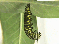 Caterpillar GIFs - Get the best gif on GIFER