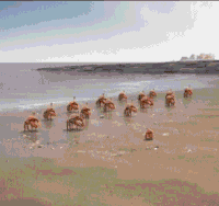 Strategy GIFs - Get the best gif on GIFER