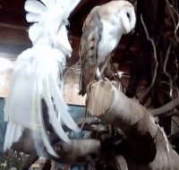Yelling GIFs - Get the best gif on GIFER