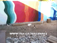 Rooster GIFs - Get the best gif on GIFER