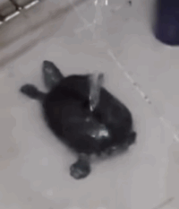 Turtles GIFs - Get the best gif on GIFER