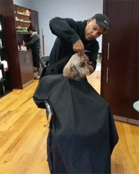 Labradoodle GIF - Conseguir o melhor gif em GIFER