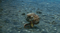 Escaping GIFs - Get the best gif on GIFER