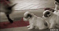 Headbutting GIFs - Get the best gif on GIFER