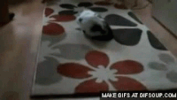 Rugs GIFs - Get the best gif on GIFER
