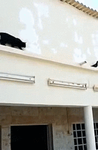 Paloma GIFs - Get the best gif on GIFER