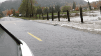 Salmon GIFs - Get the best gif on GIFER