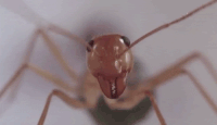 Ant GIFs - Get the best gif on GIFER