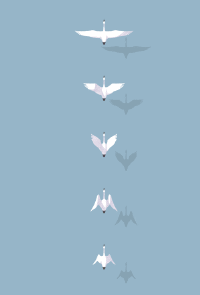 Swan GIFs - Get the best gif on GIFER