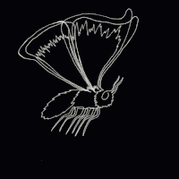 Moth GIFs - Get the best gif on GIFER