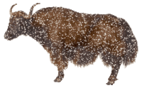 Yak GIFs - Get the best gif on GIFER