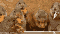 Carotte GIFs - Get the best gif on GIFER