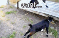 Plus GIFs - Get the best gif on GIFER