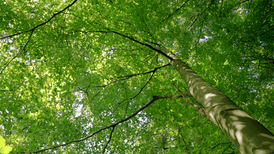 Tree bark GIF - Conseguir o melhor gif em GIFER