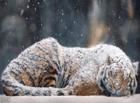 Leopard GIFs - Get the best gif on GIFER