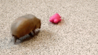 Tiny GIFs - Get the best gif on GIFER