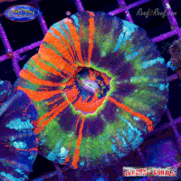 Saltwater GIFs - Get the best gif on GIFER