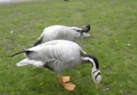 Fella GIFs - Get the best gif on GIFER