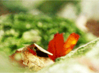 Nut GIFs - Get the best gif on GIFER