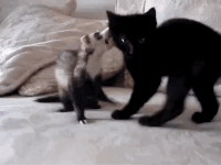 Ferrets GIFs - Get the best gif on GIFER