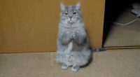 Clapback GIFs - Get the best gif on GIFER