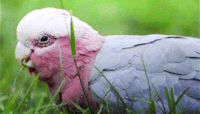 Cockatoos GIFs - Get the best gif on GIFER